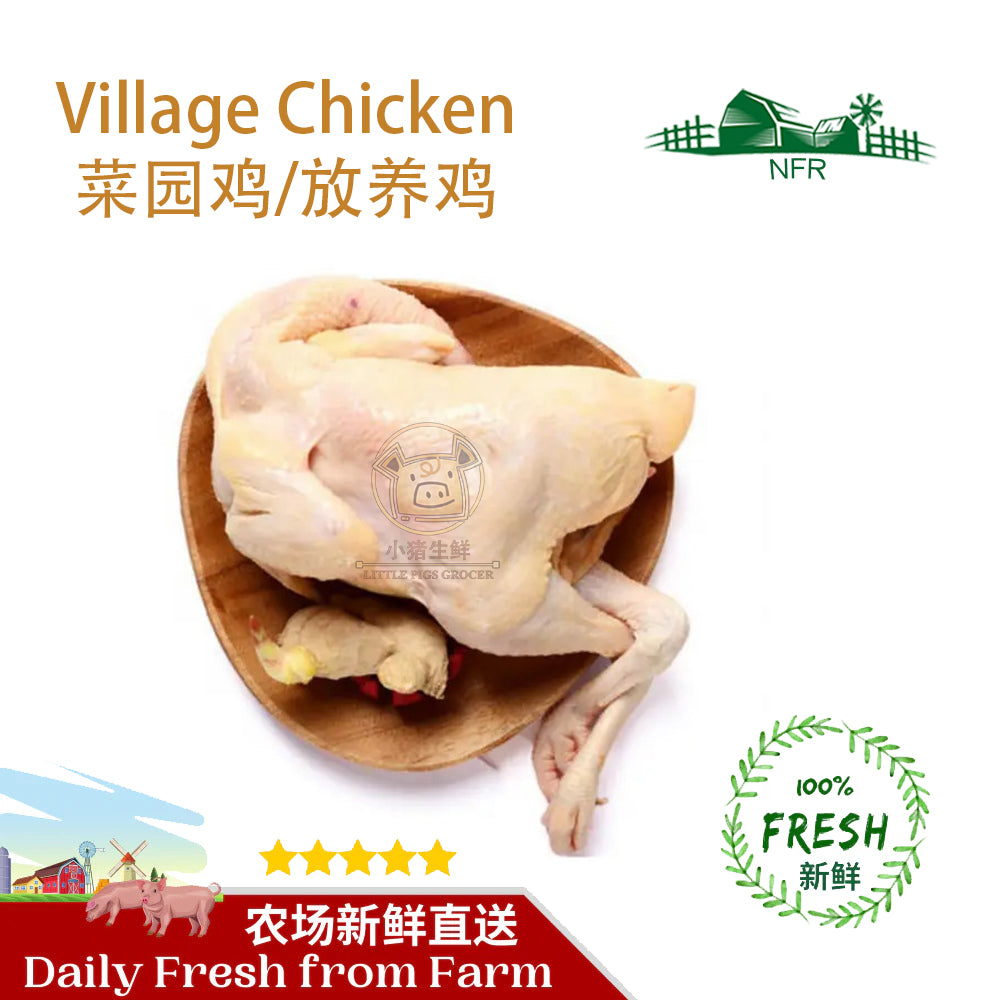 Village Chicken 菜园鸡/放养鸡 – Little Pigs Grocer
